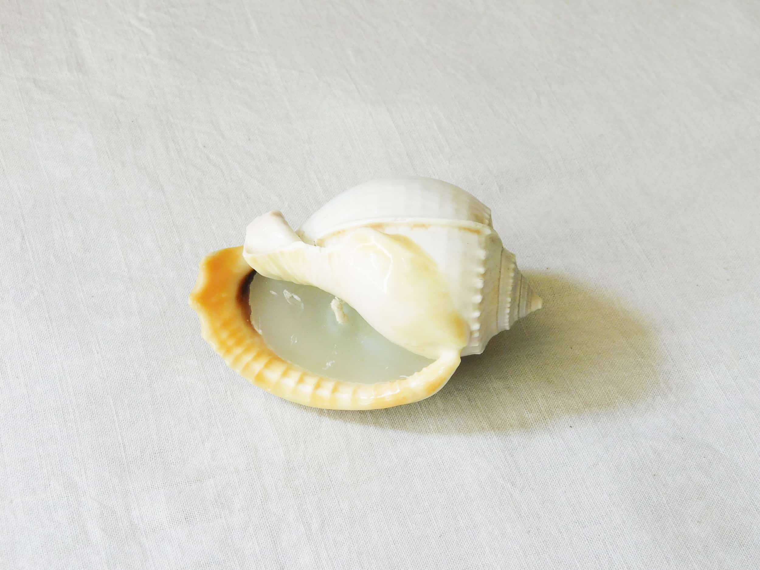 Conch shell candle - Sasha Association for Craft Producers
